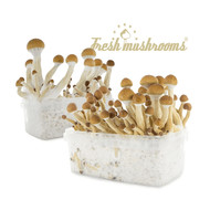 Magic Mushrooms | Psilocybe Cubensis Growkits | Mushroom spores - Zamnesia