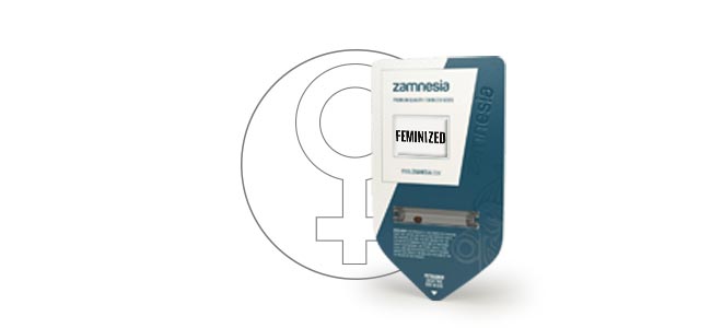 Can You Tell The Sex Of Cannabis Seeds Zamnesia Blog