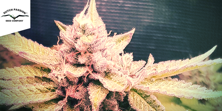 The Best Weed To Grow In The Netherlands - Zamnesia Blog