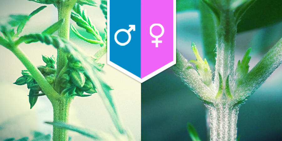 What To Do With The Male Cannabis Plant? - Zamnesia Blog