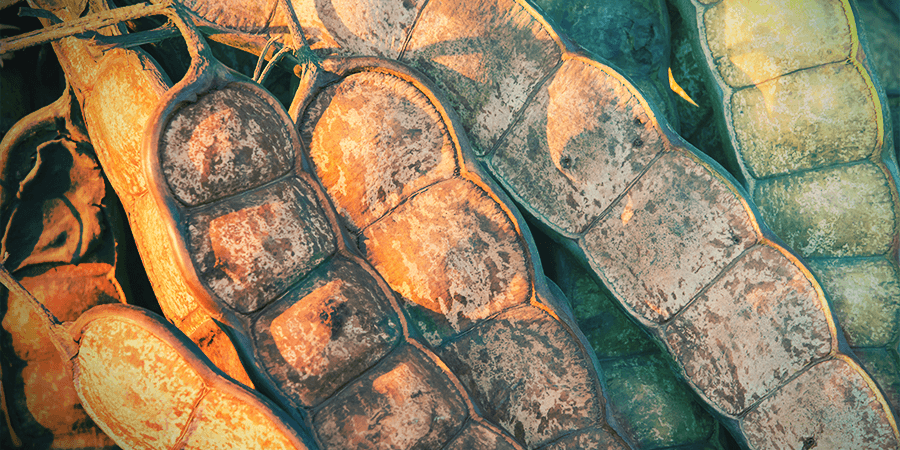 10 (Legal) Drugs That Will Induce a Psychedelic Trip - Zamnesia Blog