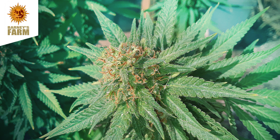 Our Red Hot Handful Of Cannabis Strains To Grow Outdoors - Zamnesia Blog