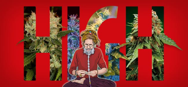 A Brief Introduction To The High Times Cannabis Cup - Zamnesia Blog