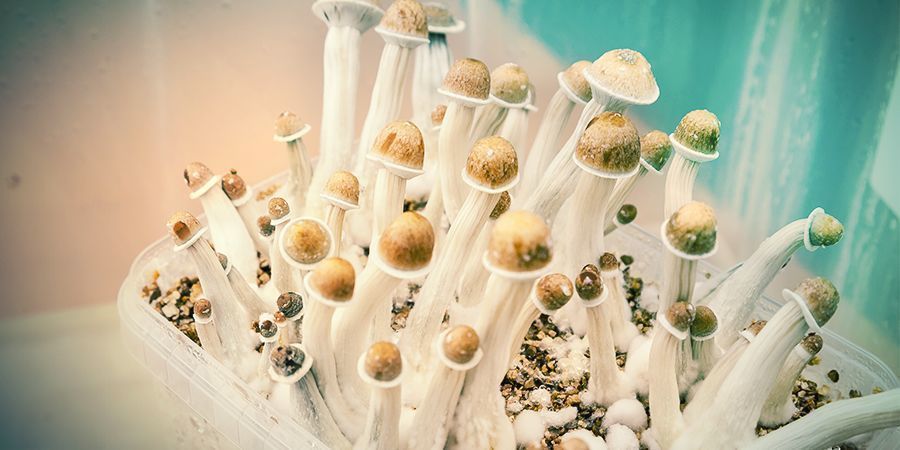 Discover A Variety Of Magic Mushroom Grow Kits At The Zamnesia ...