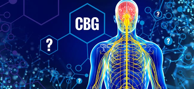 Learn More About CBG, The Next Cannabinoid Taking The World By Storm ...