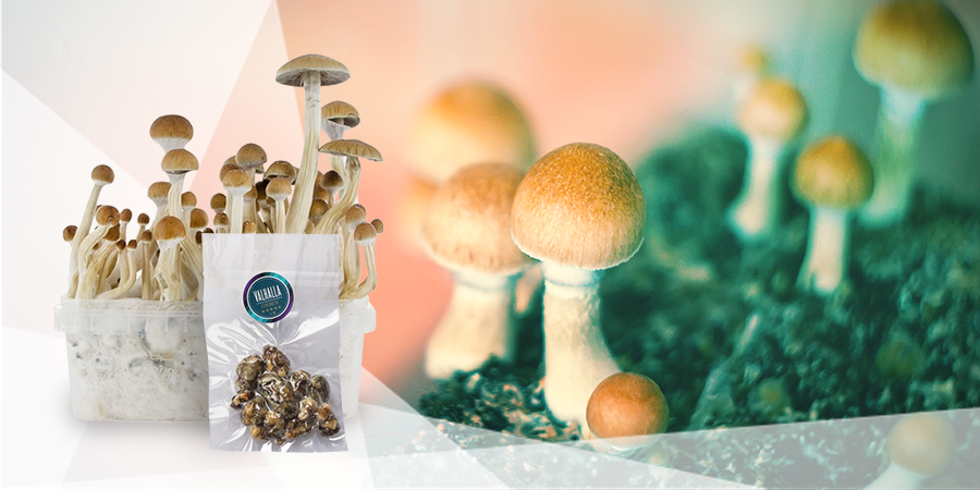 7 Psychoactive Homemade Teas - Recipes - Zamnesia Blog