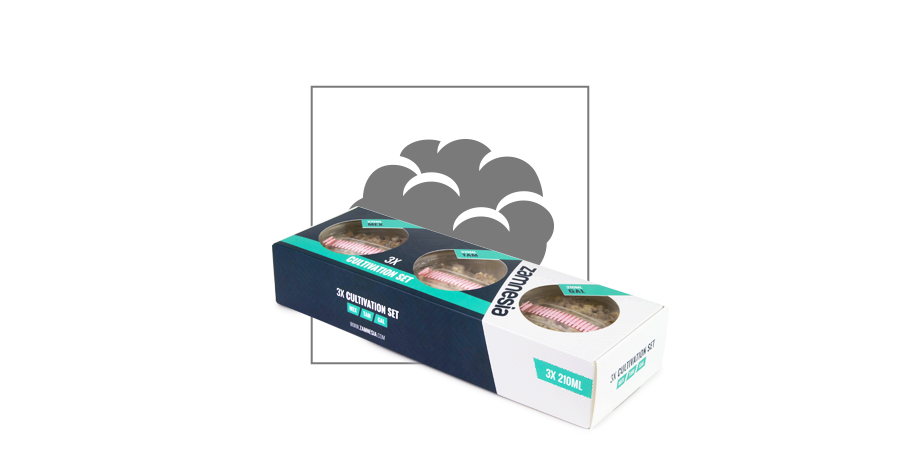 A Step By Step Guide To Cultivating Magic Truffles From Scratch ...