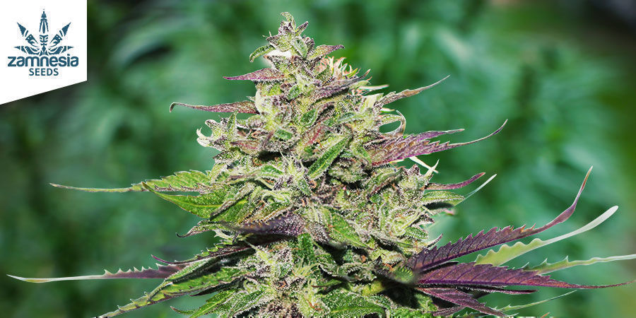 5 Sticky Cannabis Strains For Making Hash - Zamnesia Blog