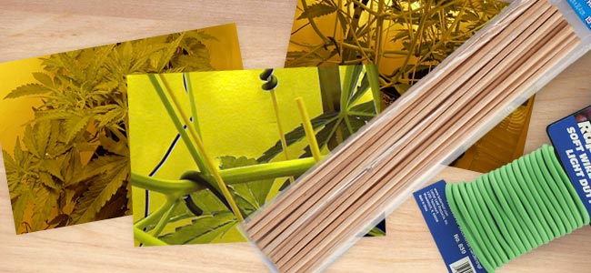 Top Shelf Grower's Sticky Beast Automatic Grow Journal - Zamnesia Blog