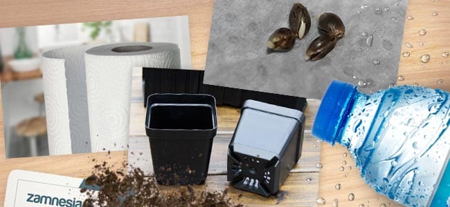 Top Shelf Grower's Sticky Beast Automatic Grow Journal - Zamnesia Blog