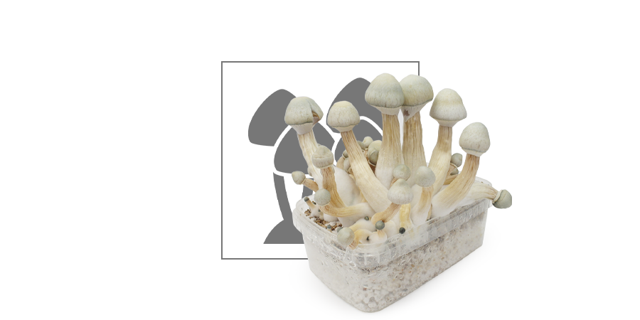 Treasure Coast Mushrooms: A Review - Zamnesia Blog