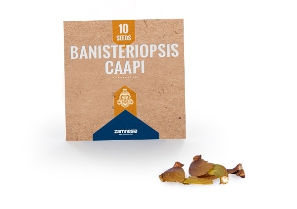 Banisteriopsis Caapi: Learn To Grow The Ayahuasca Vine From Seed ...