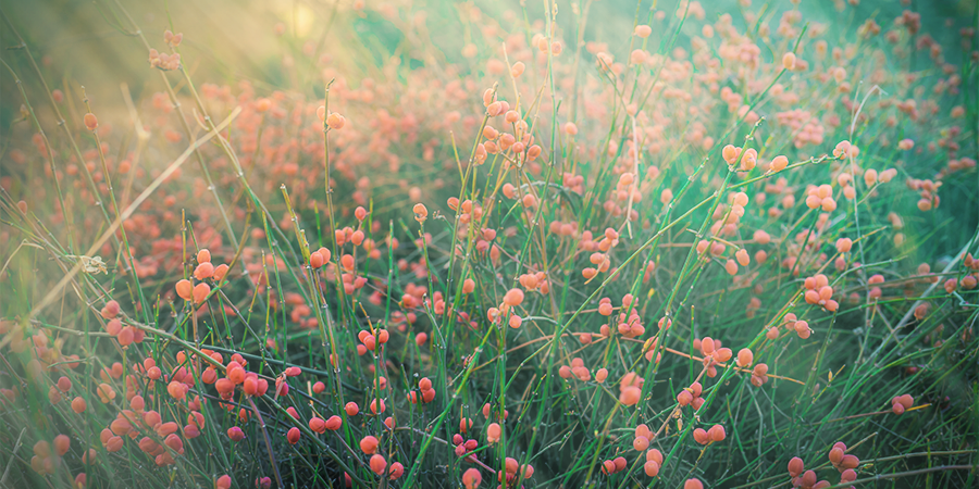 Ephedra (Ma Huang): History, Uses, Safety, And How To Grow Your Own ...