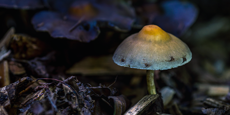What Are The Blue Spots On Magic Mushrooms? - Zamnesia Blog