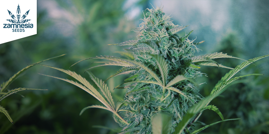 Top 10 Cannabis Strains To Grow On A Balcony Or Terrace - Zamnesia Blog