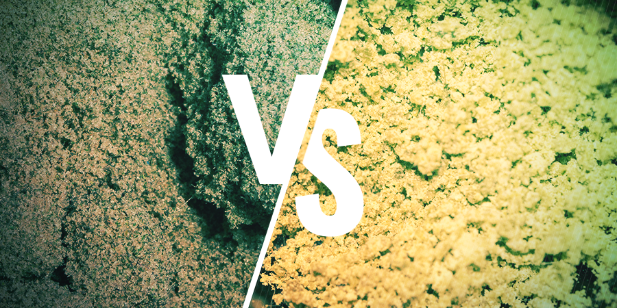 How To Make Dry Sift Hash | Step-By-Step Guide - Zamnesia Blog