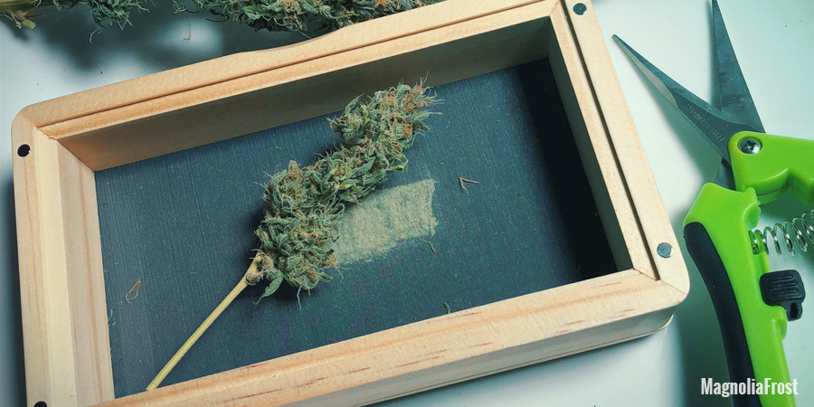 How To Make Dry Sift Hash | Step-By-Step Guide - Zamnesia Blog