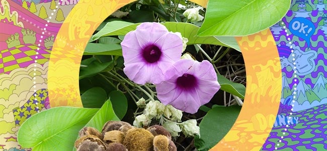 Meet Hawaiian Baby Woodrose: A Natural Psychedelic - Zamnesia Blog
