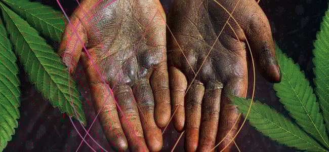 How To Make Hash - Zamnesia Blog