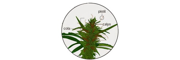 Cannabis Anatomy: Getting To Know The Cannabis Plant - Zamnesia Blog