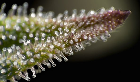 Cannabis Anatomy: Getting To Know The Cannabis Plant - Zamnesia Blog
