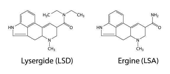 Meet Hawaiian Baby Woodrose: A Natural Psychedelic - Zamnesia Blog