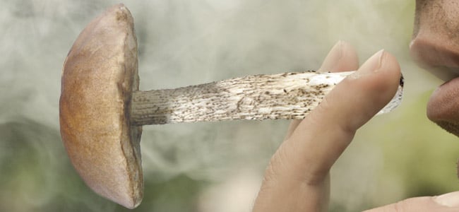 Should You Consider Smoking Magic Mushrooms? - Zamnesia Blog