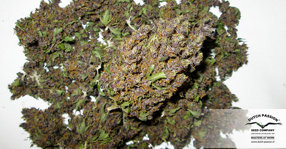 Frisian Duck: A New And Revolutionary Strain From Dutch Passion ...