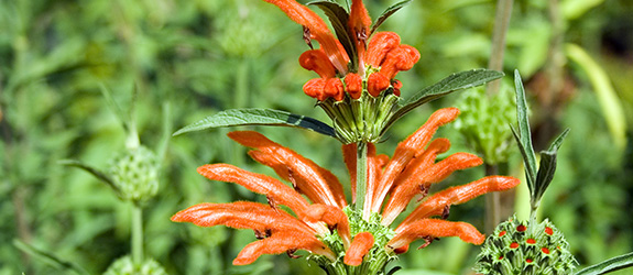 Wild Dagga - A Gentle Euphoriant - Zamnesia Blog