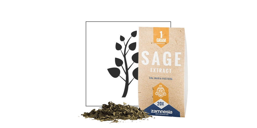 Salvia: Everything You Need To Know - Zamnesia