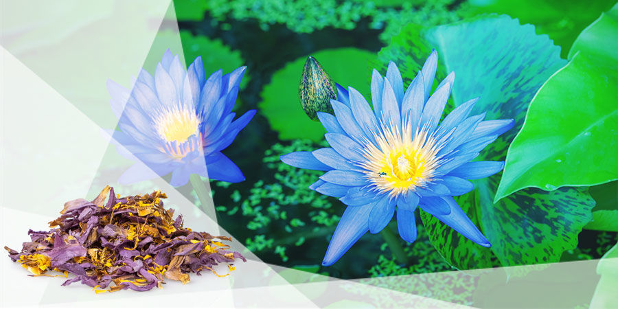 Best Legal Herbs To Vaporize - Zamnesia