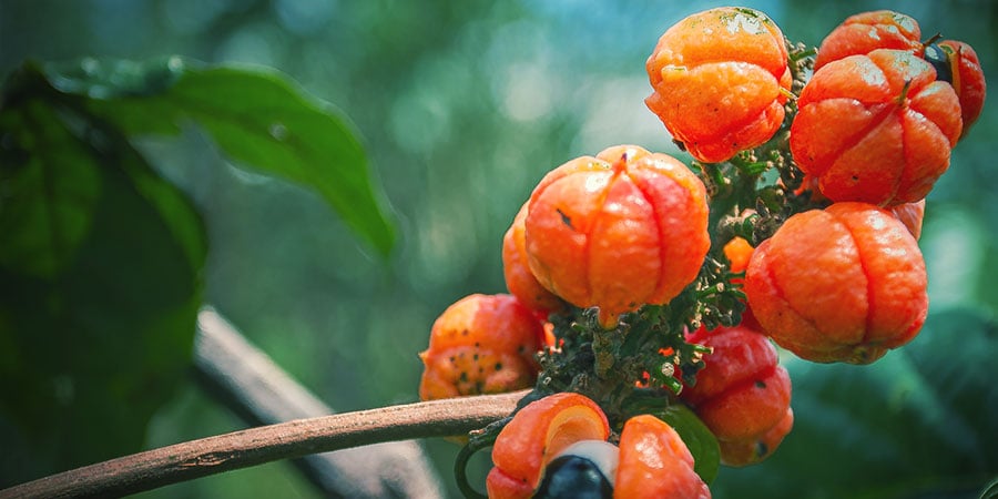 Guarana: Everything You Need To Know - Zamnesia