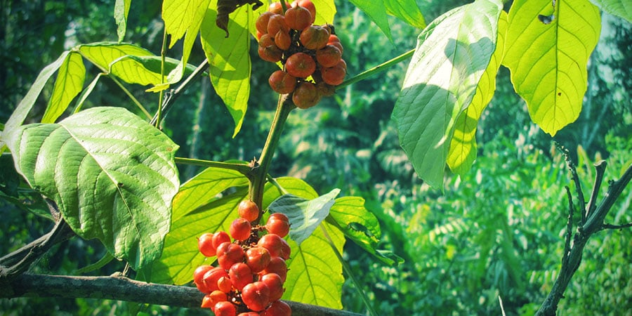 Guarana: Everything You Need To Know - Zamnesia
