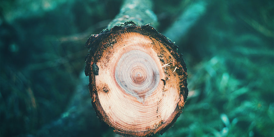 Clavo Huasca: Everything You Need To Know - Zamnesia