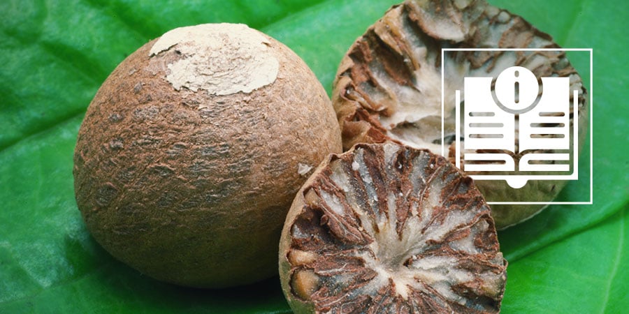 Betel Nut: Everything You Need To Know - Zamnesia