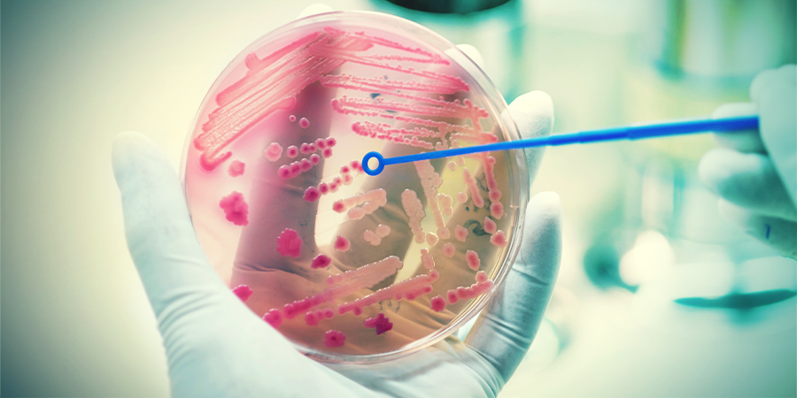 Catuaba: Everything You Need To Know - Zamnesia