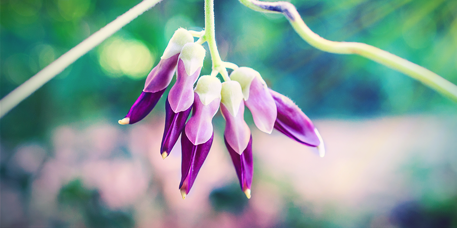 Velvet Beans: Everything You Need To Know - Zamnesia