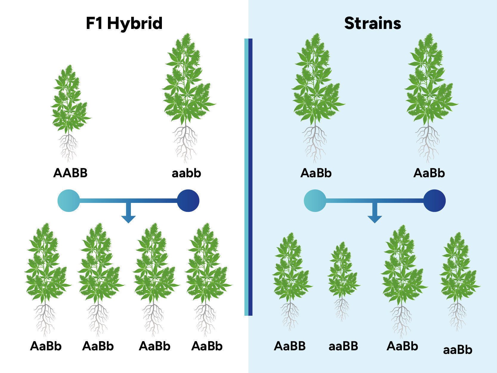F1 Cannabis Hybrids - Zamnesia