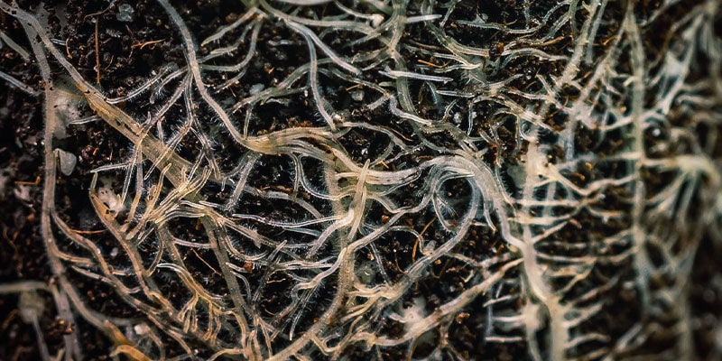 Learn How And When To Flush Cannabis Plants - How to grow weed