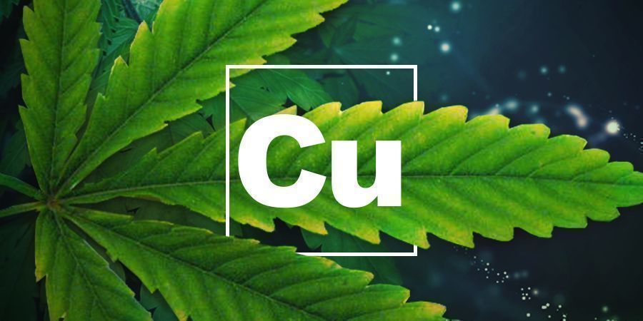 Macro And Micronutrient Deficiencies Explained - How to grow weed