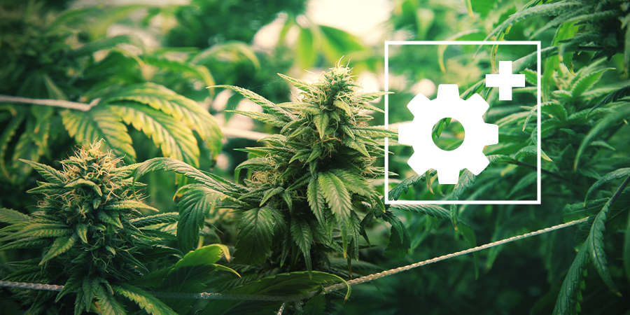 How To Grow Cannabis - How to grow weed