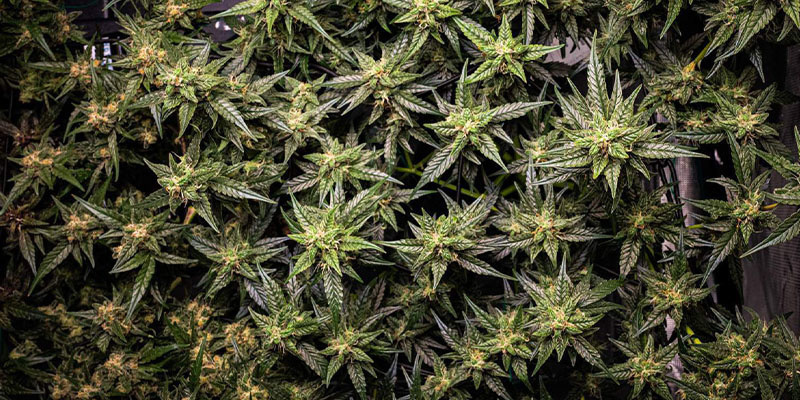 Runtz Automatic | Zamnesia Seeds | Cannabis Seeds - Zamnesia