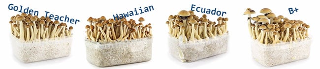 Magic Mushrooms | Psilocybe Cubensis Growkits | Mushroom spores