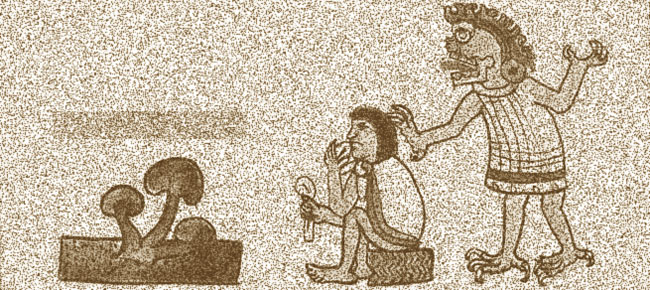 Todo sobre Setas alucinógenas