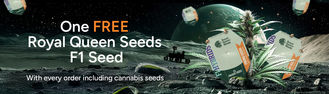 Buy Cannabis Seeds | More than 3000 strains! - Zamnesia