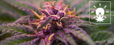 Buy Blueberry Autoflower | Cannabis Seeds