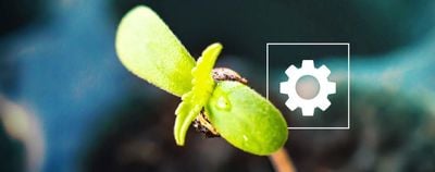 Sticky Beast Autoflower | Zamnesia Seeds | Cannabis Seeds