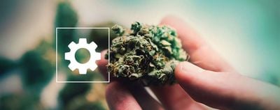 Sticky Beast Autoflower | Zamnesia Seeds | Cannabis Seeds