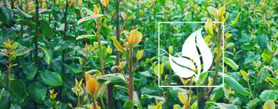 Khat (Catha edulis) 10 seeds - Zamnesia