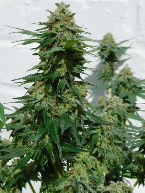 LA Affie (Cali Connection) feminized - Zamnesia LA Affie (Cali Connection) feminized - Zamnesia